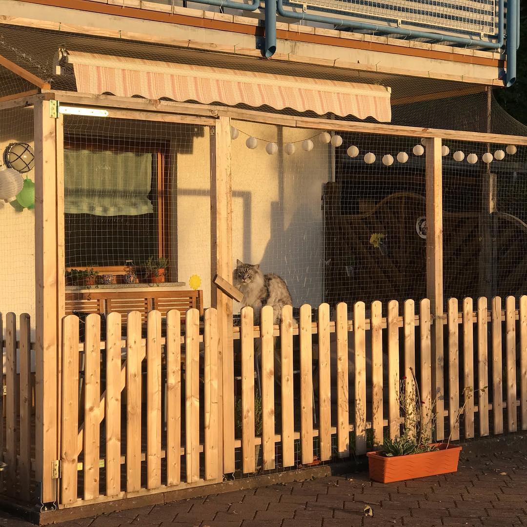 25+ Cat Enclosure Ideas That Boost Safety, Enrichment, and Outdoor Freedom