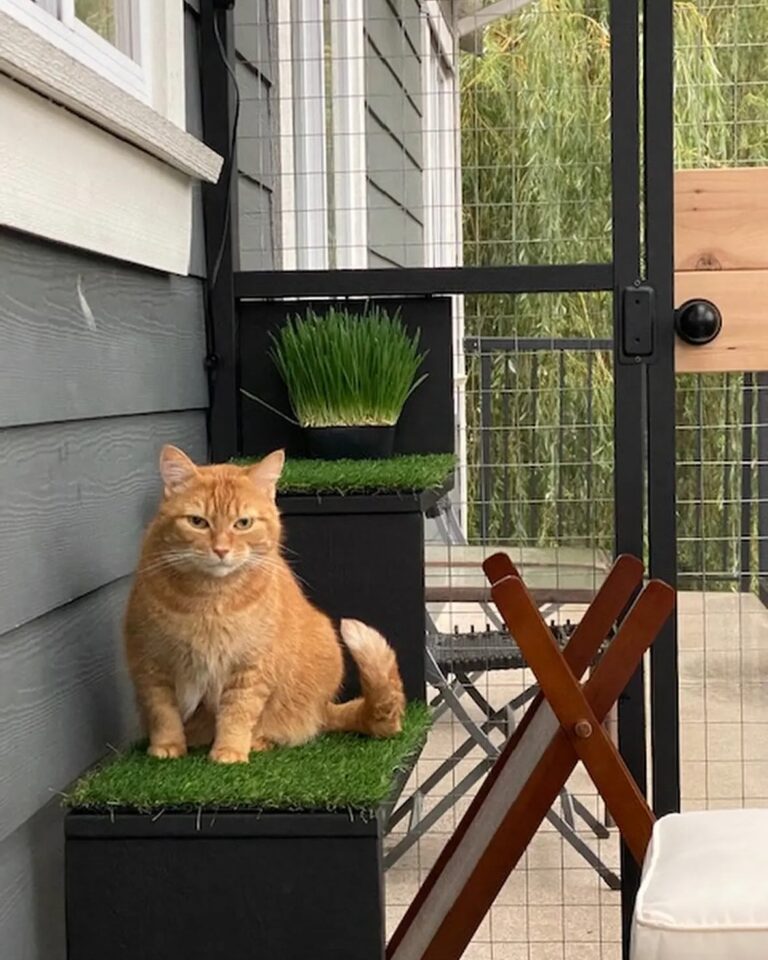 25+ Cat Enclosure Ideas That Boost Safety, Enrichment, and Outdoor Freedom