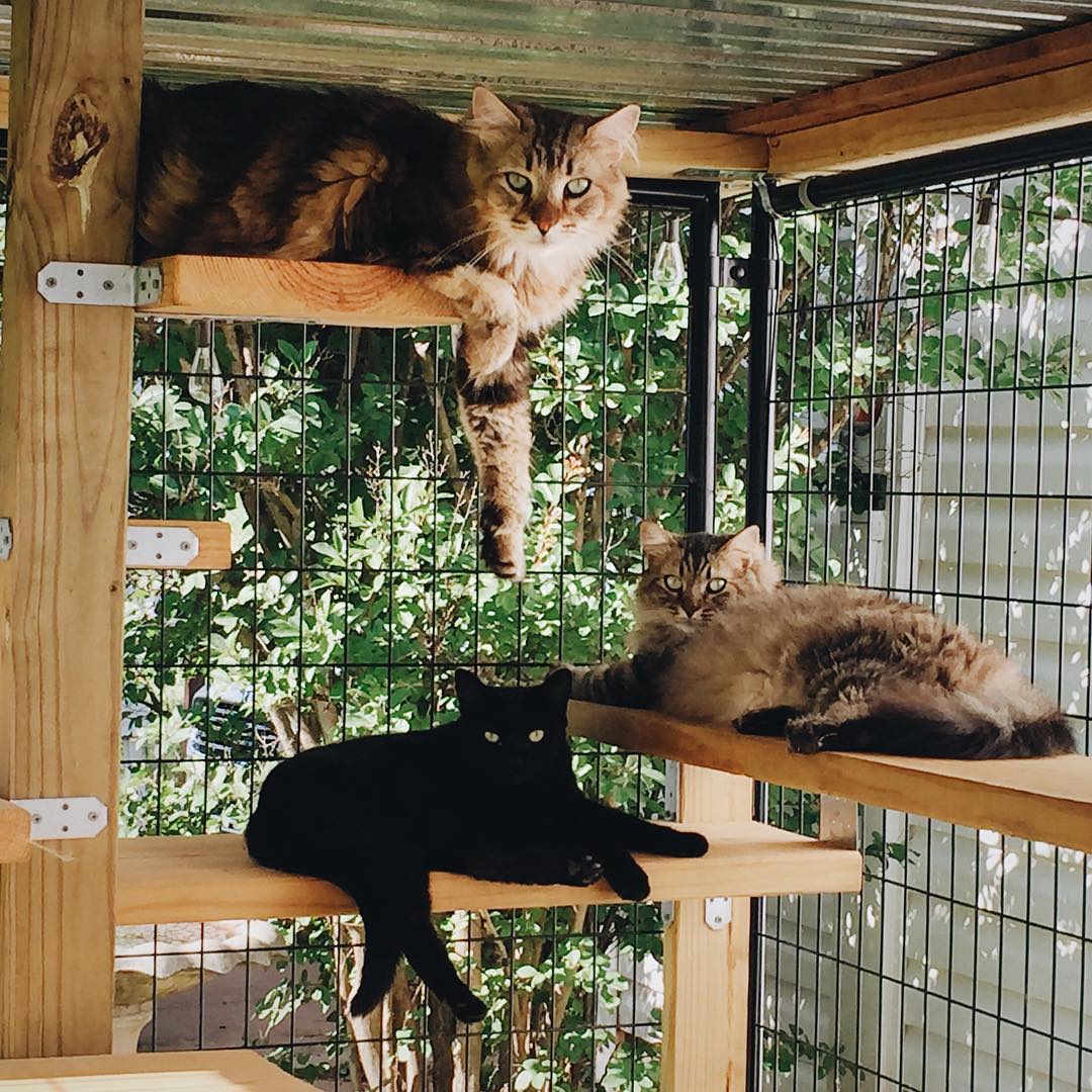 25+ Cat Enclosure Ideas That Boost Safety, Enrichment, and Outdoor Freedom