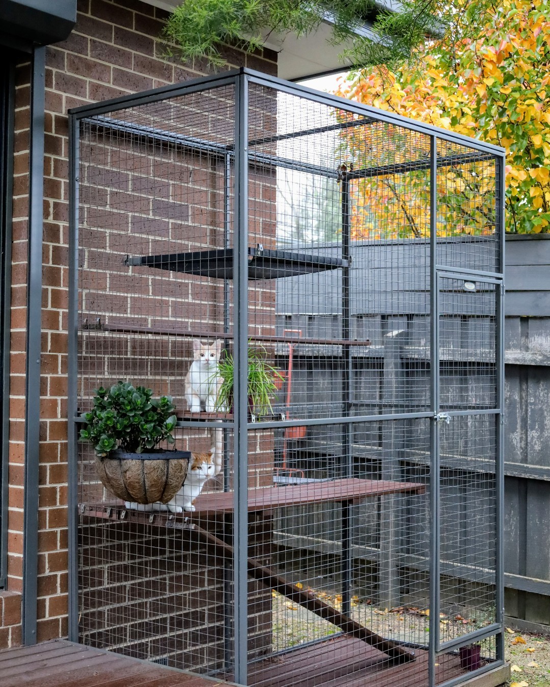 25+ Cat Enclosure Ideas That Boost Safety, Enrichment, and Outdoor Freedom