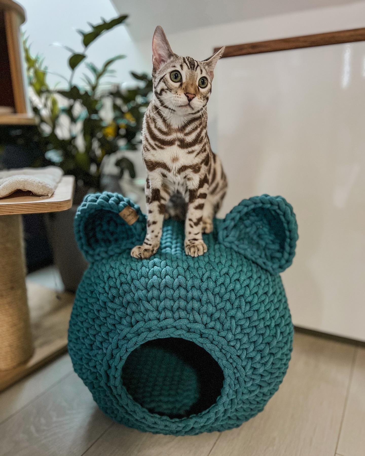 25+ Cat House Ideas for Indoor & Outdoor Spaces: Functional Designs ...