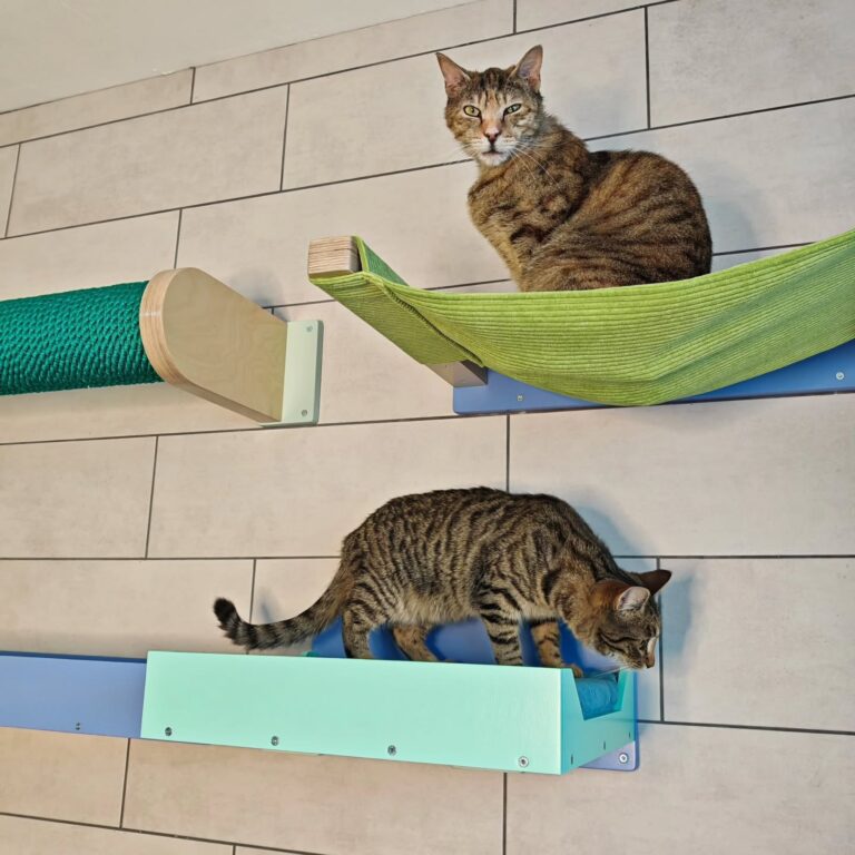 25+ DIY and Budget-Friendly Cat Wall Shelf Ideas to Create a Cat ...