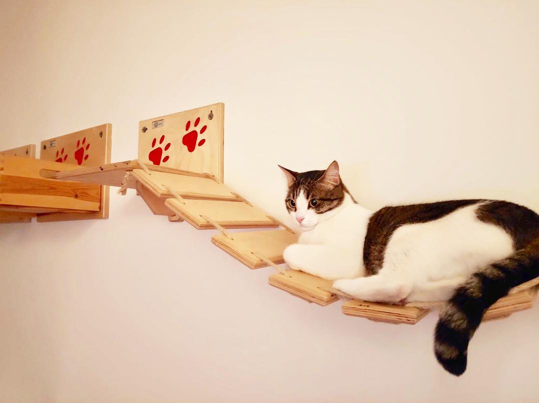 Creative Cat Walkways & Bridge Ideas: 25+ Functional Designs for Active ...