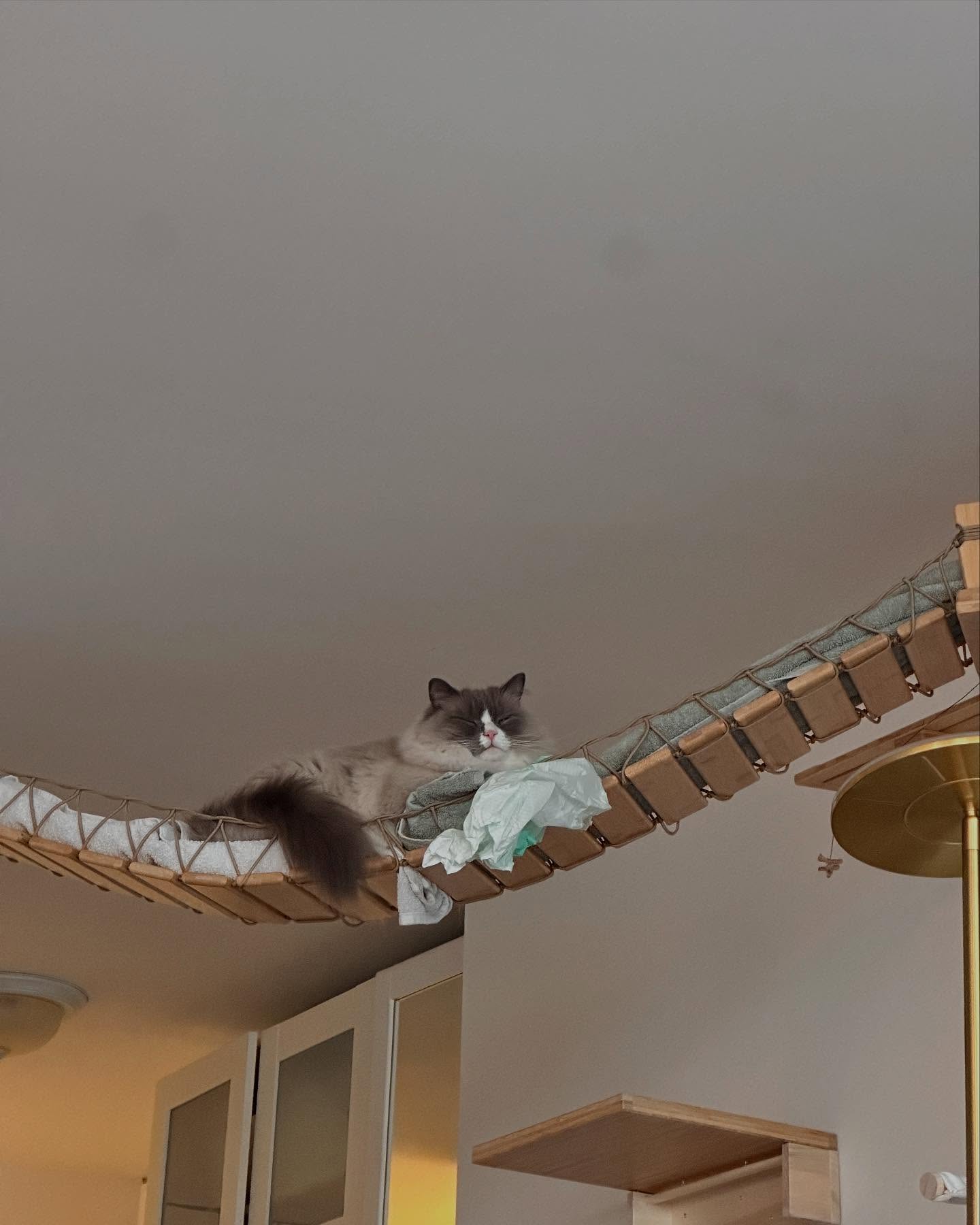 Creative Cat Walkways & Bridge Ideas: 25+ Functional Designs for Active ...