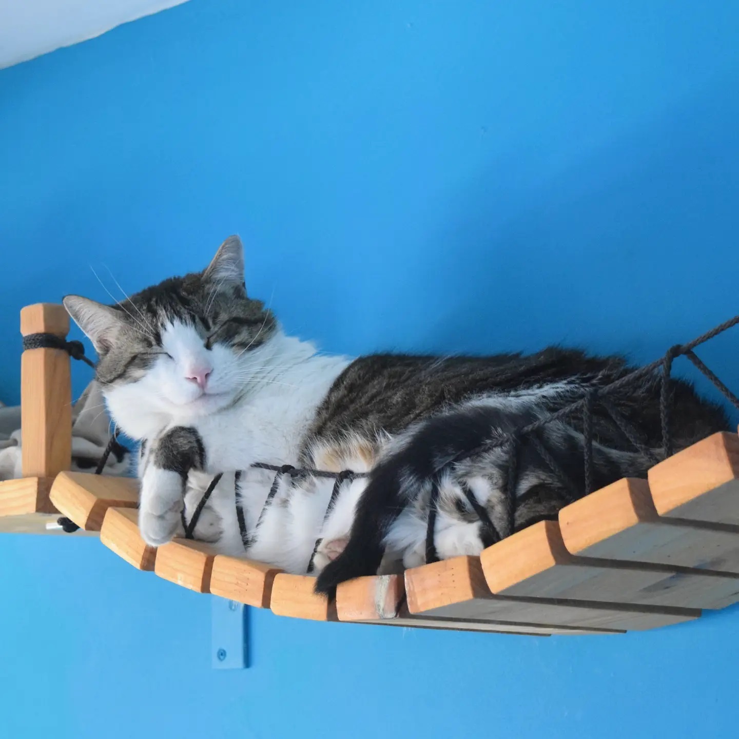 Creative Cat Walkways & Bridge Ideas: 25+ Functional Designs for Active ...