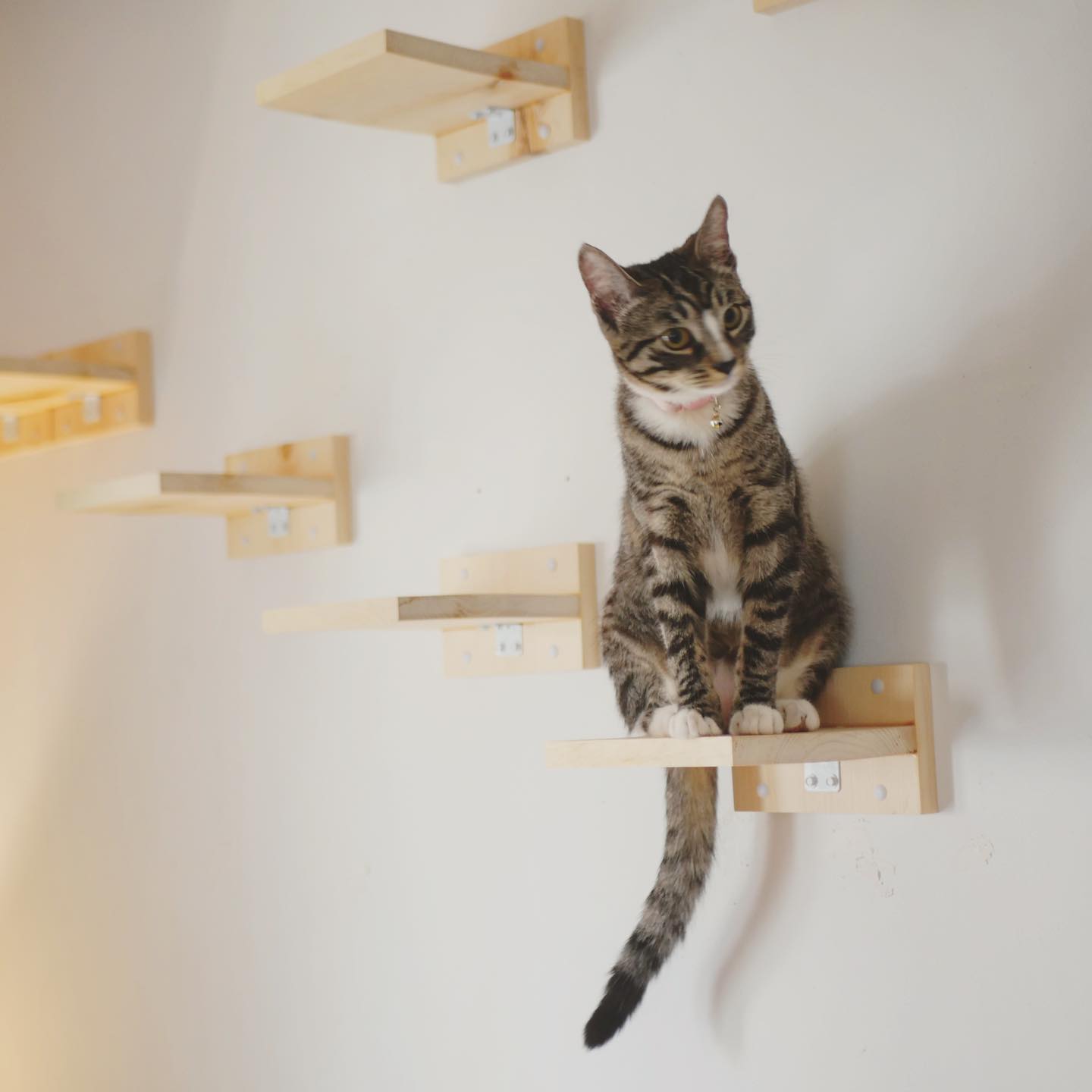 Creative Cat Walkways & Bridge Ideas: 25+ Functional Designs for Active ...
