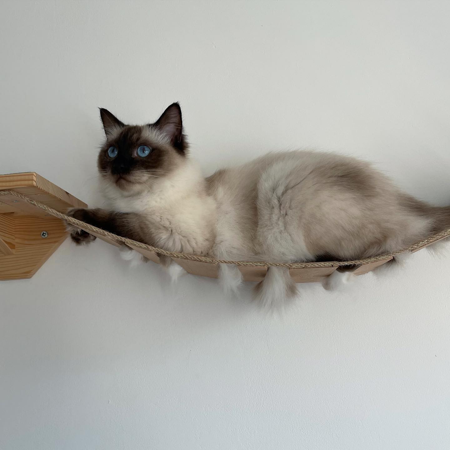 Creative Cat Walkways & Bridge Ideas: 25+ Functional Designs for Active ...