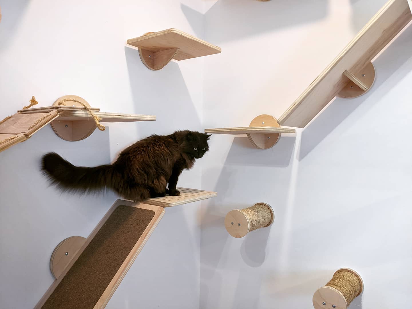 Creative Cat Walkways & Bridge Ideas: 25+ Functional Designs for Active ...
