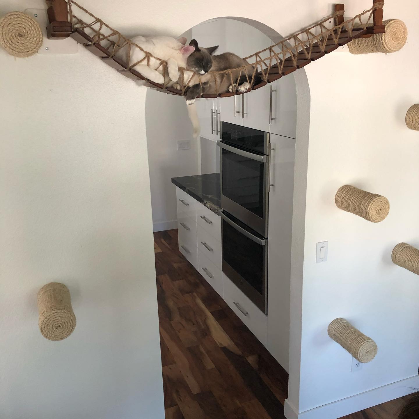 Creative Cat Walkways & Bridge Ideas: 25+ Functional Designs for Active ...