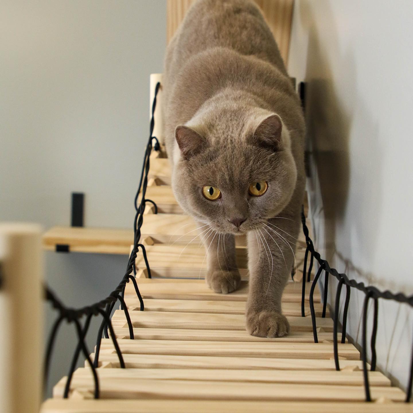 Creative Cat Walkways & Bridge Ideas: 25+ Functional Designs for Active ...
