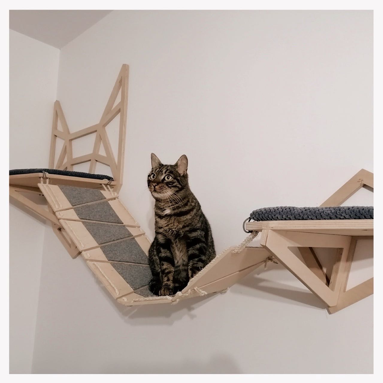 Creative Cat Walkways & Bridge Ideas: 25+ Functional Designs for Active ...