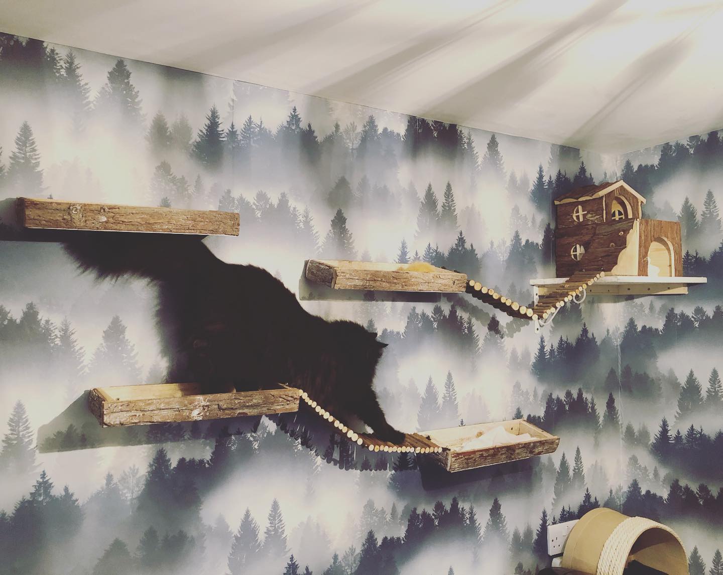 Creative Cat Walkways & Bridge Ideas: 25+ Functional Designs for Active ...