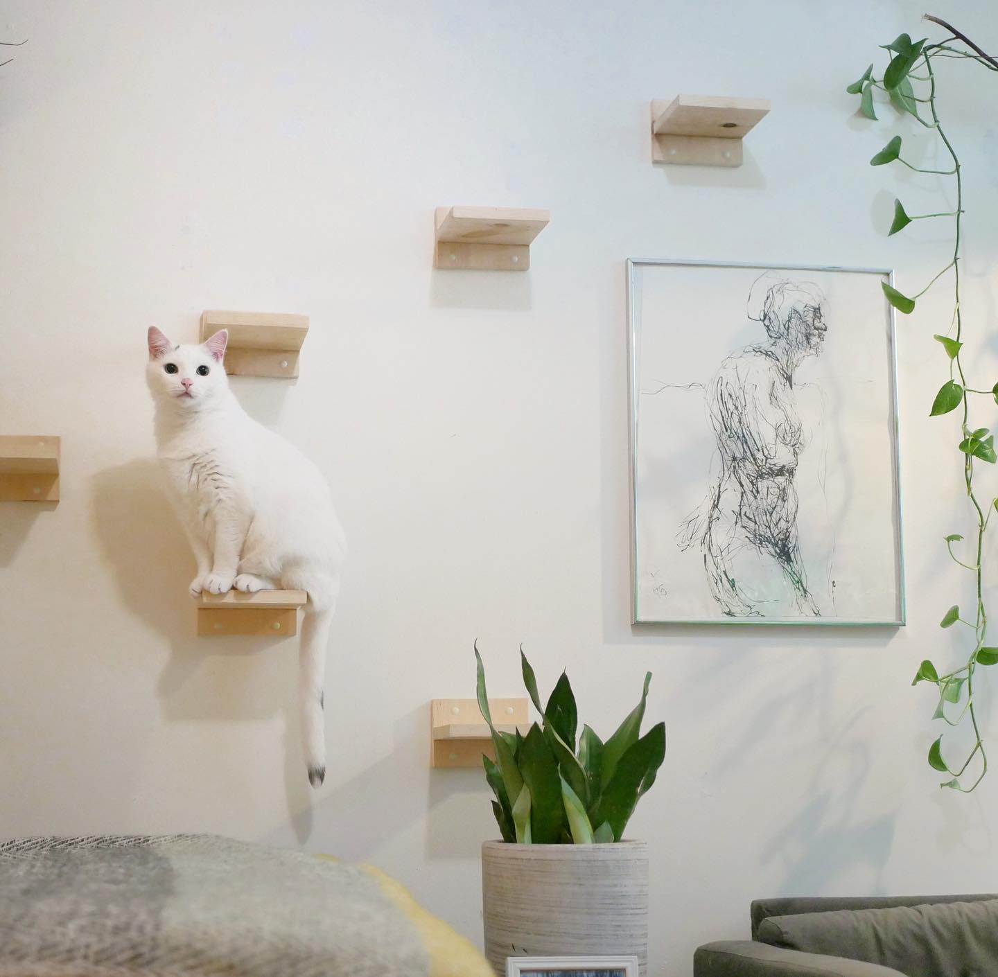 Creative Cat Walkways & Bridge Ideas: 25+ Functional Designs for Active ...