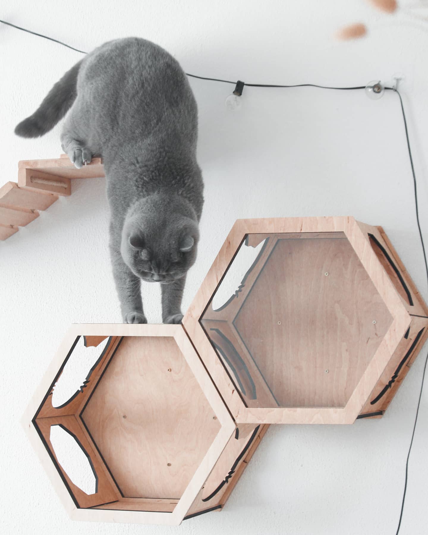 Creative Cat Walkways & Bridge Ideas: 25+ Functional Designs for Active ...